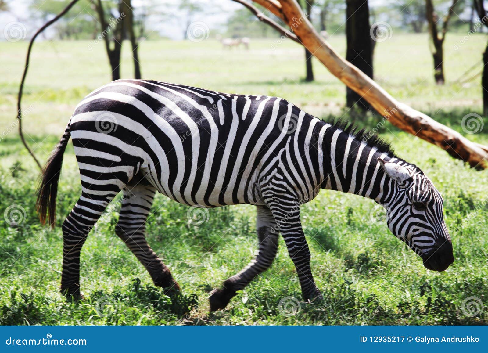 Zebra stock image. Image of namibia, zebra, national - 12935217