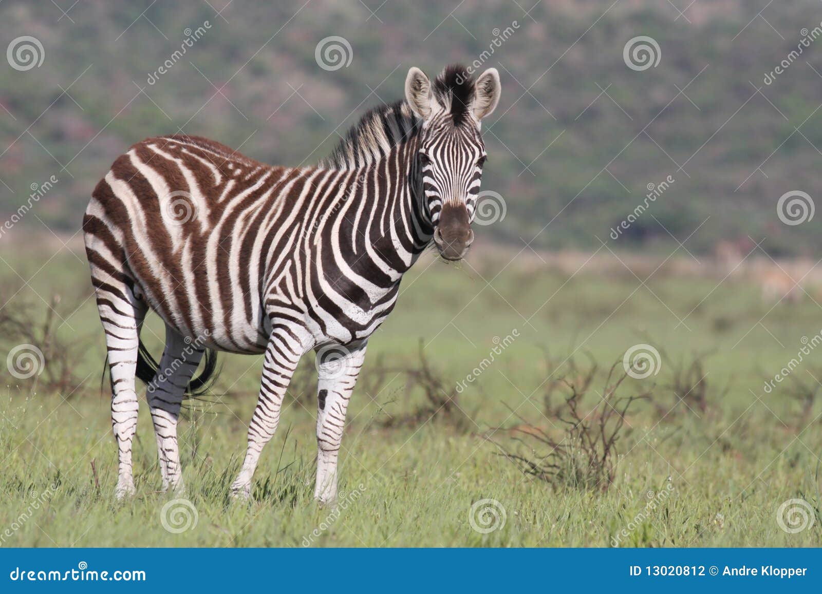 Zebra stock photo. Image of animal, savanna, adventure - 13020812