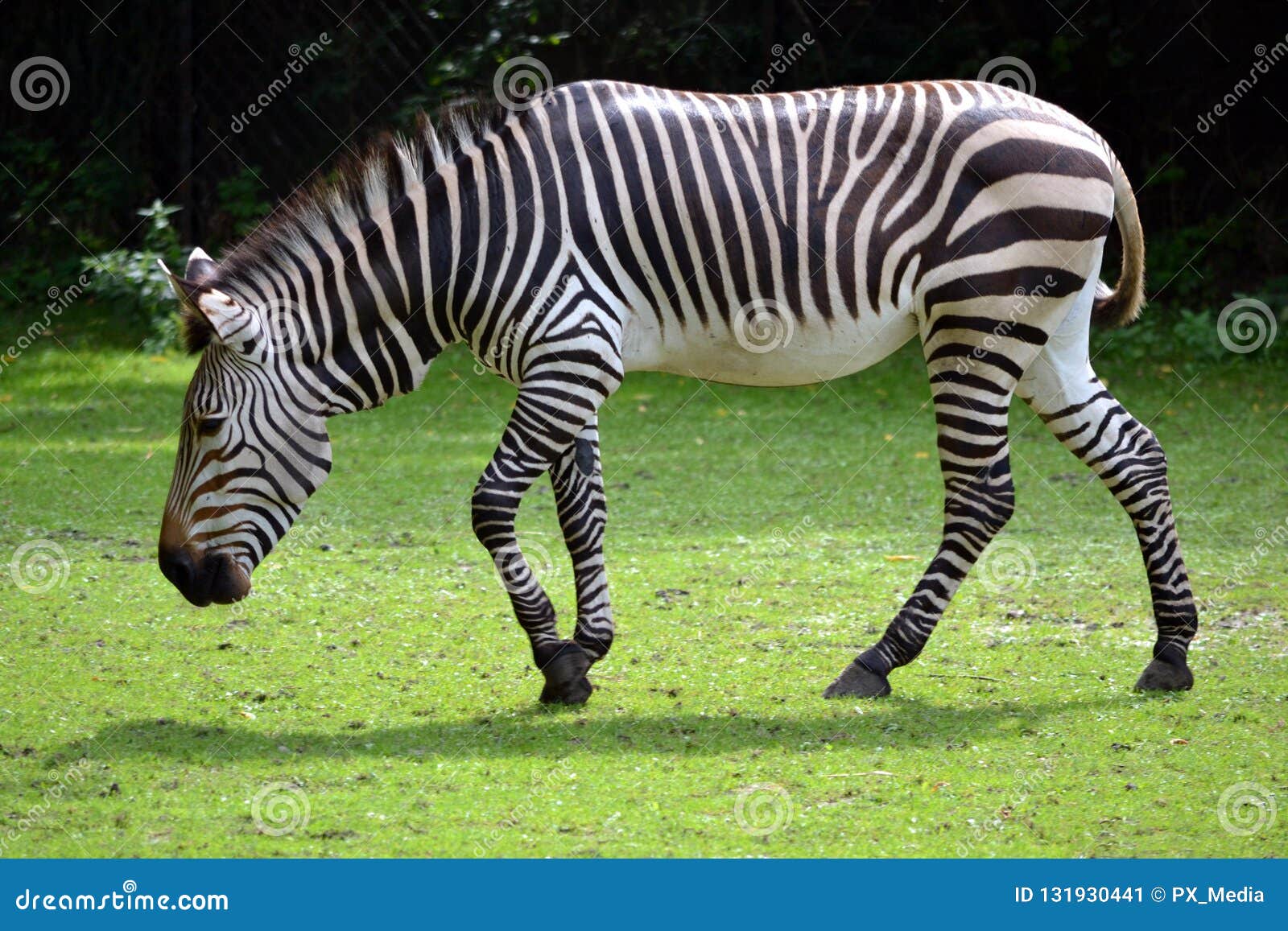 Zebra Walking on Grass, Meadow Stock Image - Image of africa, whie ...