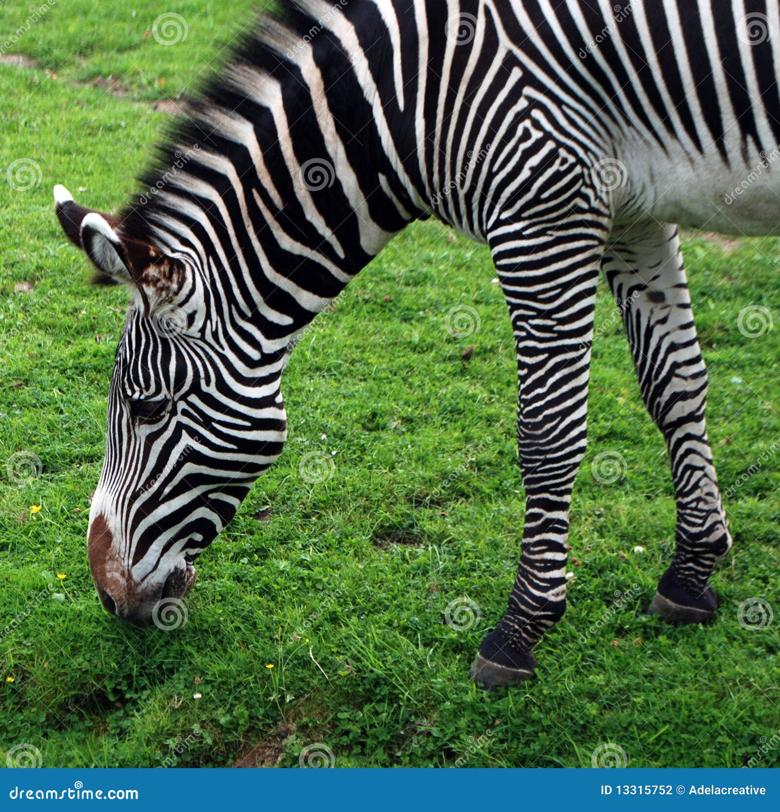 Zebra stock photo. Image of zebra, hungry, closeup, grass - 13315752
