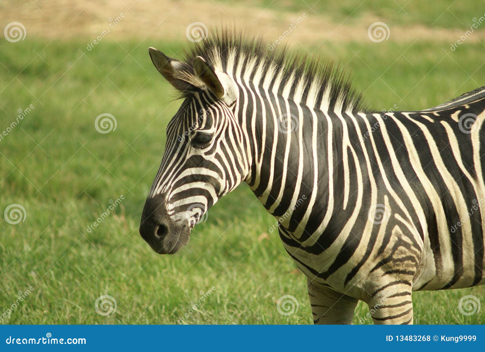 Zebra stock photo. Image of adapted, body, natural, alone - 13483268