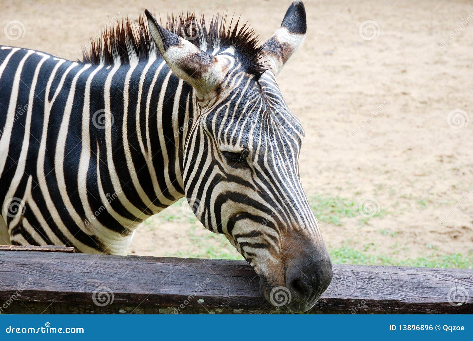 Zebra stock photo. Image of widllife, color, sabah, animal - 13896896