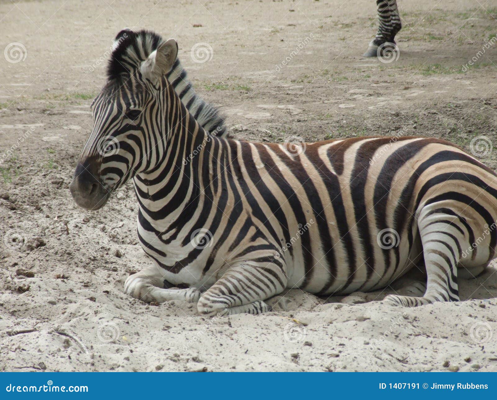 Zebra stock image. Image of wild, animals, africa, zebra - 1407191