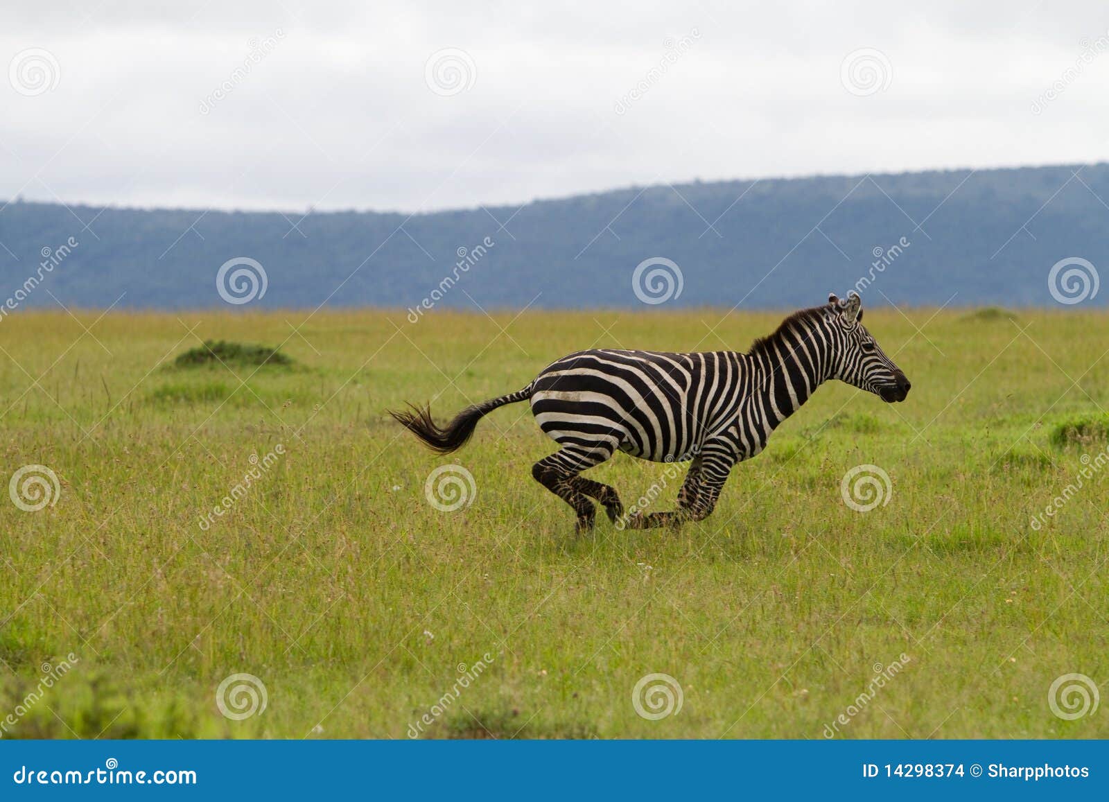 Zebra stock photo. Image of landscape, wild, safari, adventure - 14298374