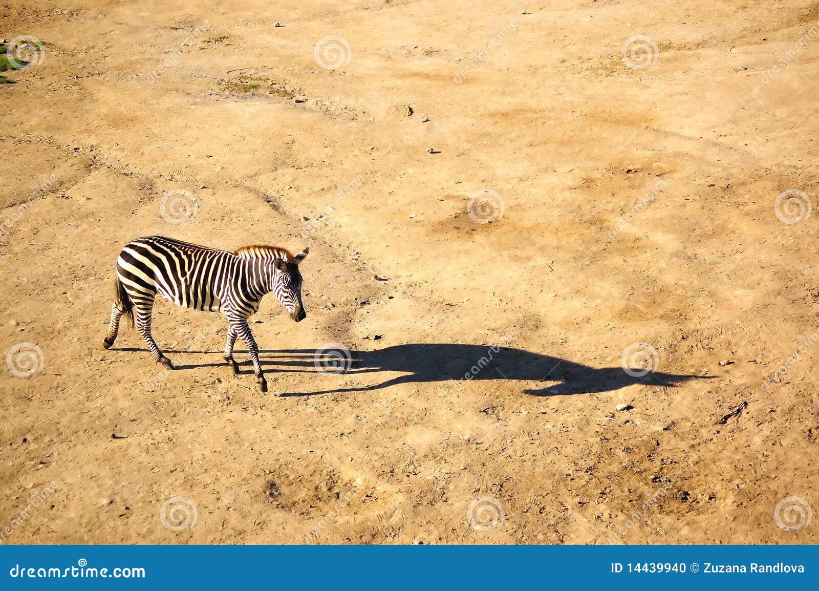 Zebra stock photo. Image of sunny, white, mammal, yellow - 14439940
