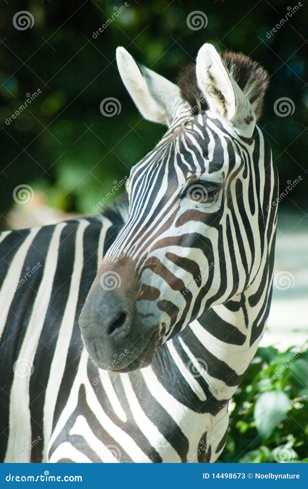 Zebra stock image. Image of singapore, animal, mane, jungle - 14498673