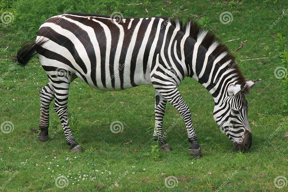 Zebra stock photo. Image of feeding, eating, flies, grazing - 14619686