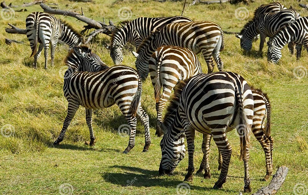 Zebra stock photo. Image of safari, zebra, serengeti, wildlife - 1501856