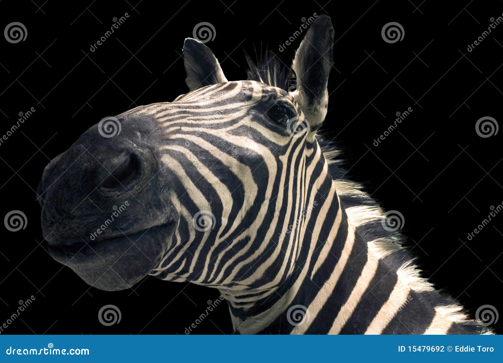 Zebra stock photo. Image of stripes, wildlife, hippotigris - 15479692
