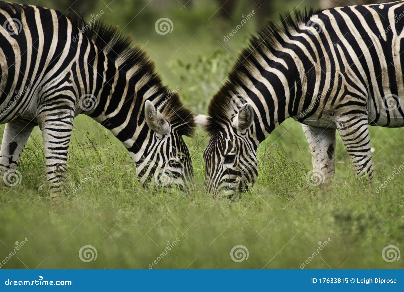 Zebra stock image. Image of herbivore, south, horse, white - 17633815
