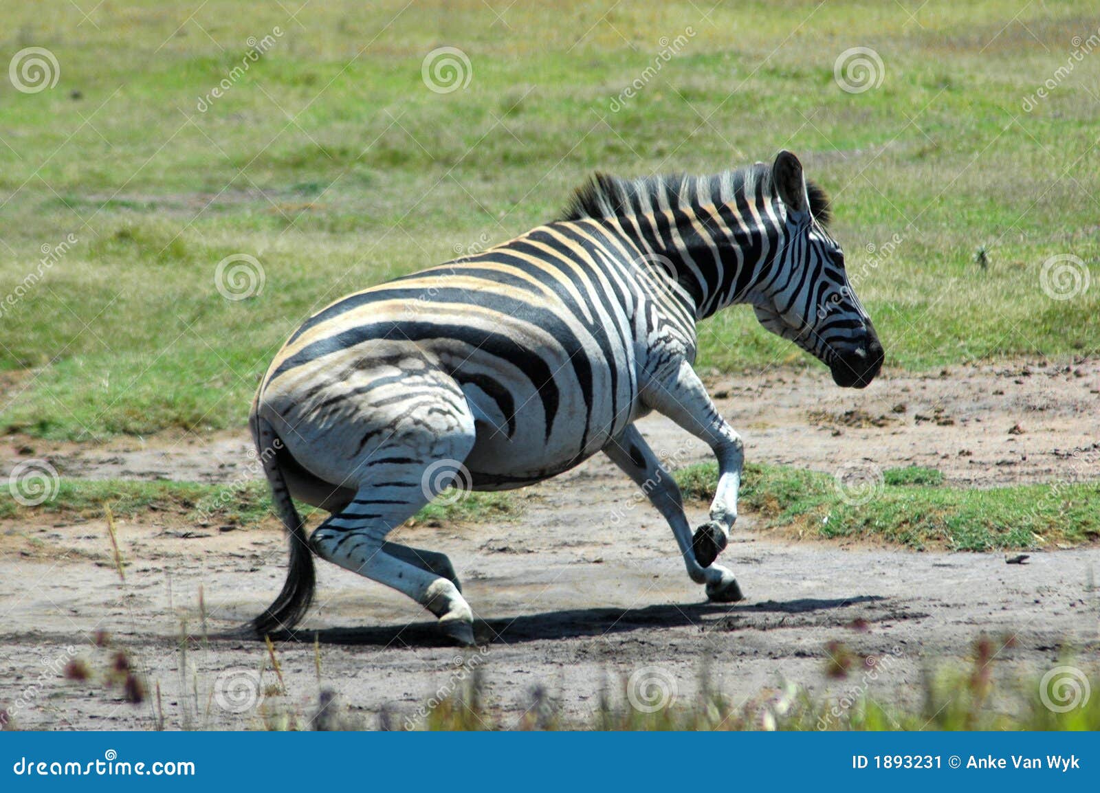 Zebra stock image. Image of startles, scared, startled - 1893231