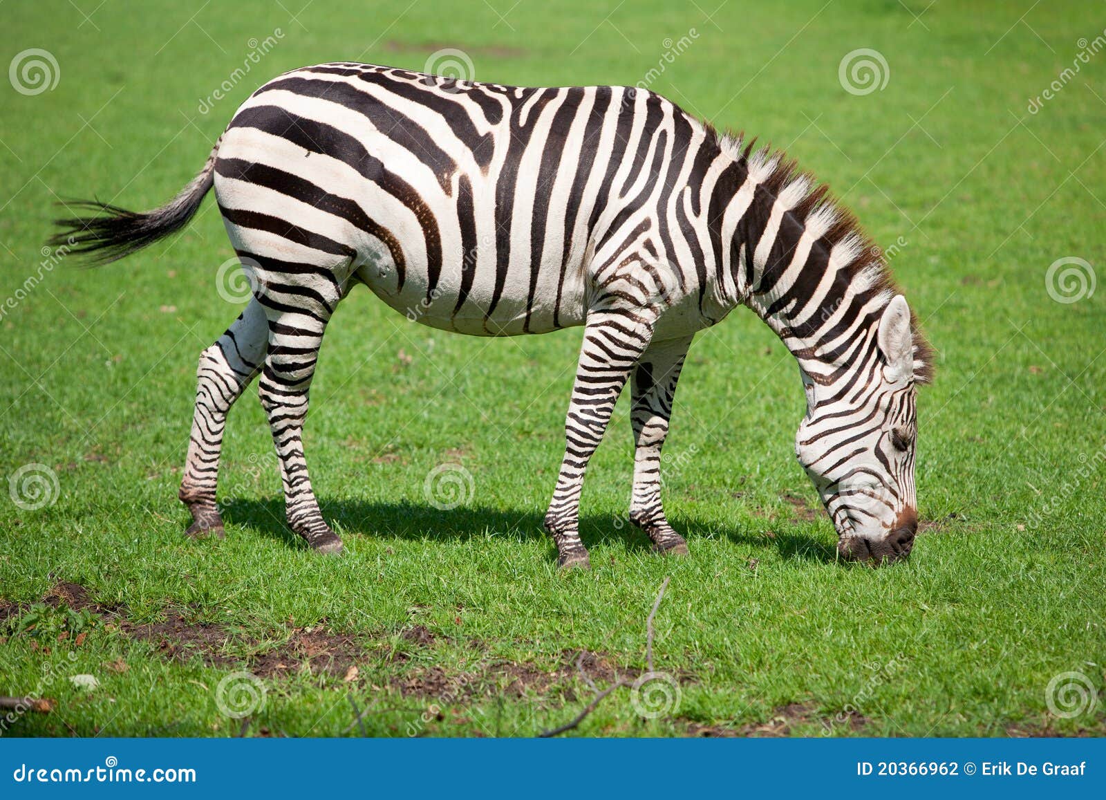 Zebra stock photo. Image of tail, white, zebra, wildlife - 20366962