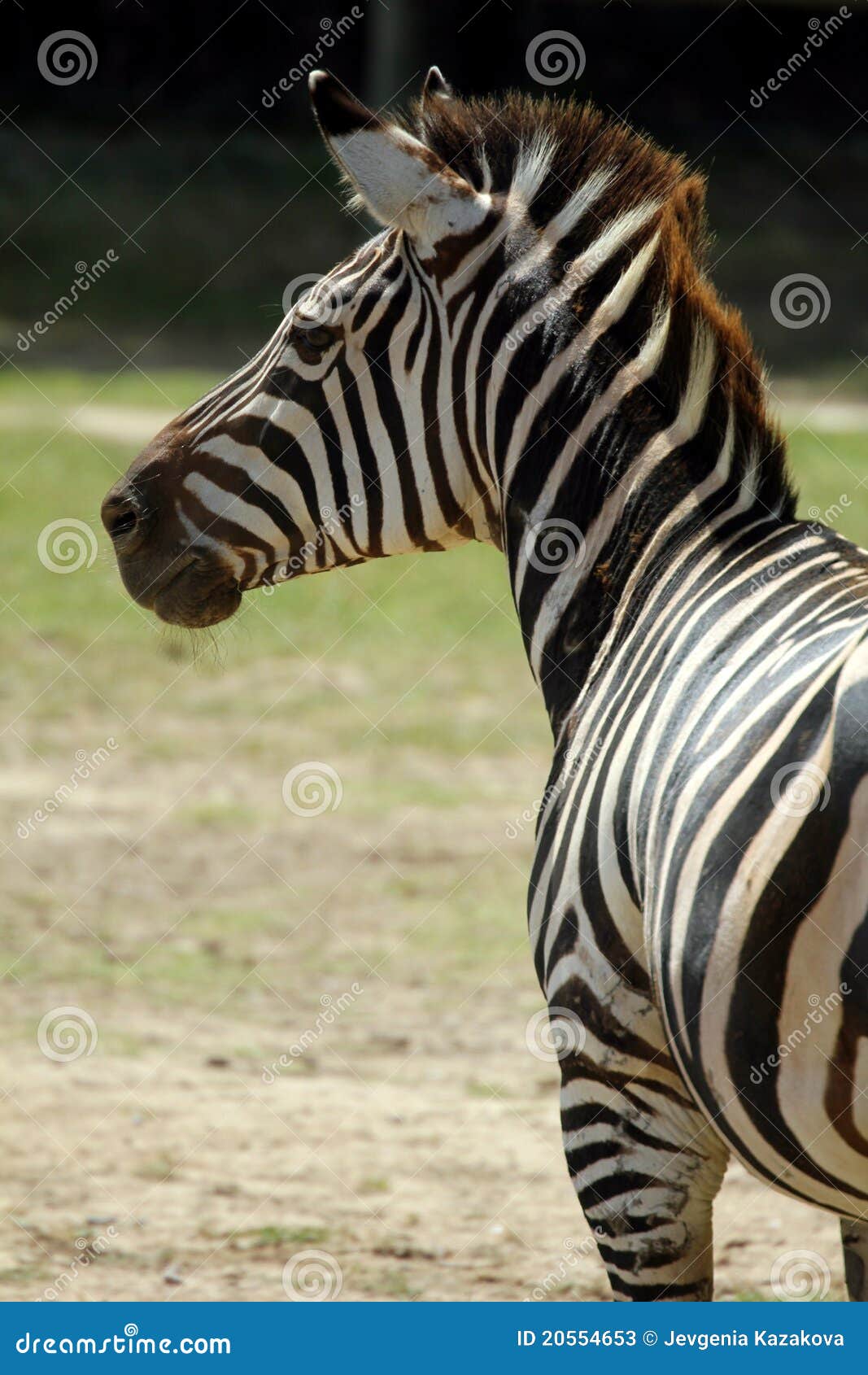 Zebra stock image. Image of mane, wildlife, zebra, standing - 20554653