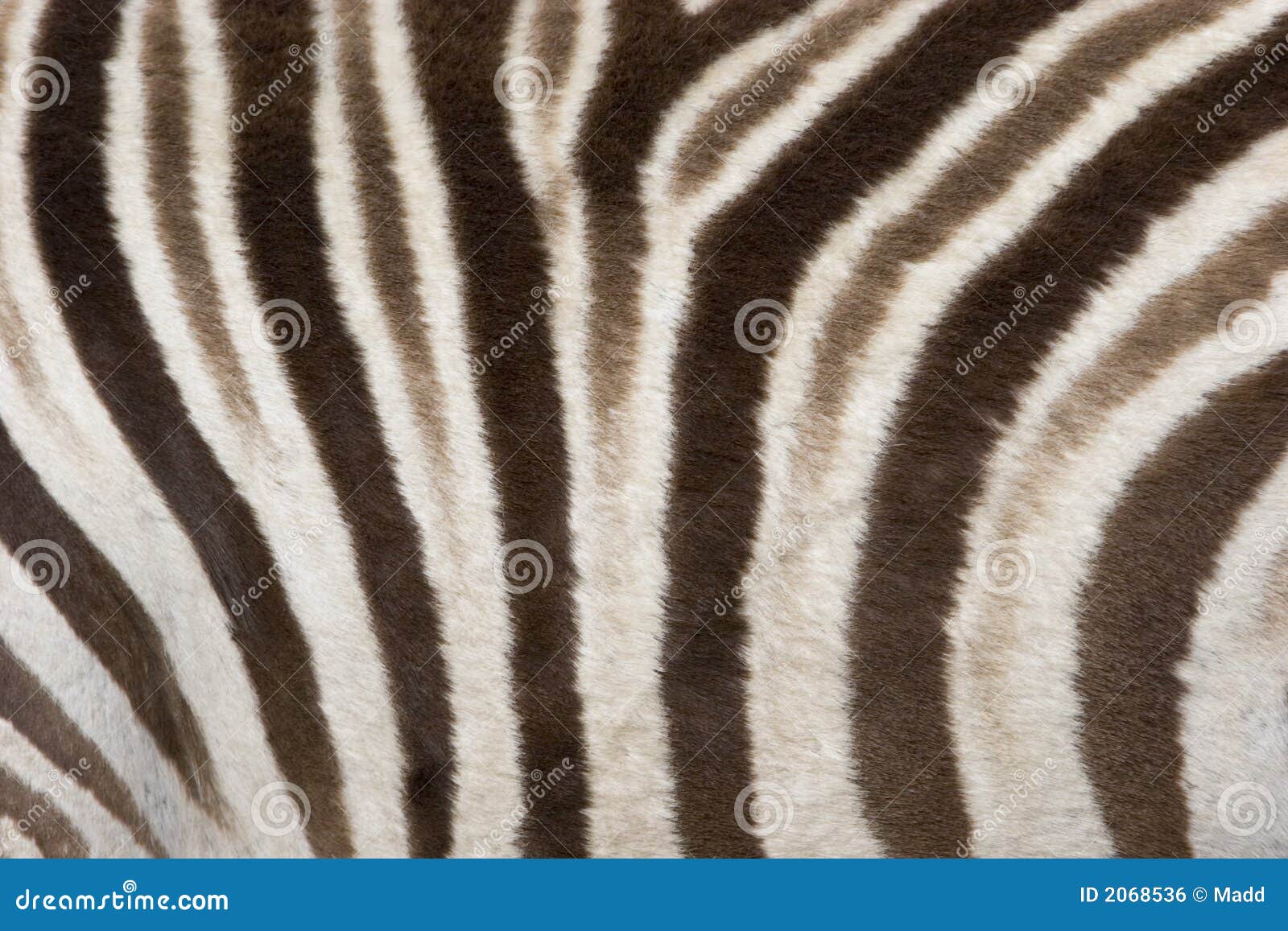 Zebra stock photo. Image of nature, zoology, wildlife - 2068536