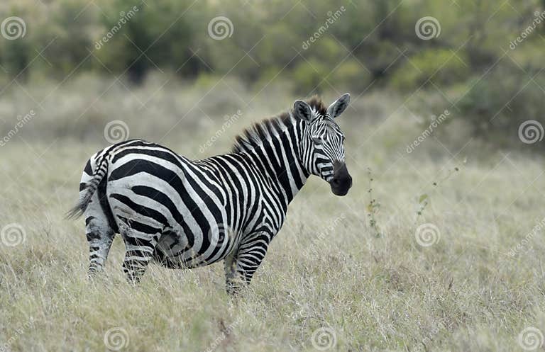Zebra stock image. Image of park, nature, wildlife, wild - 20803333