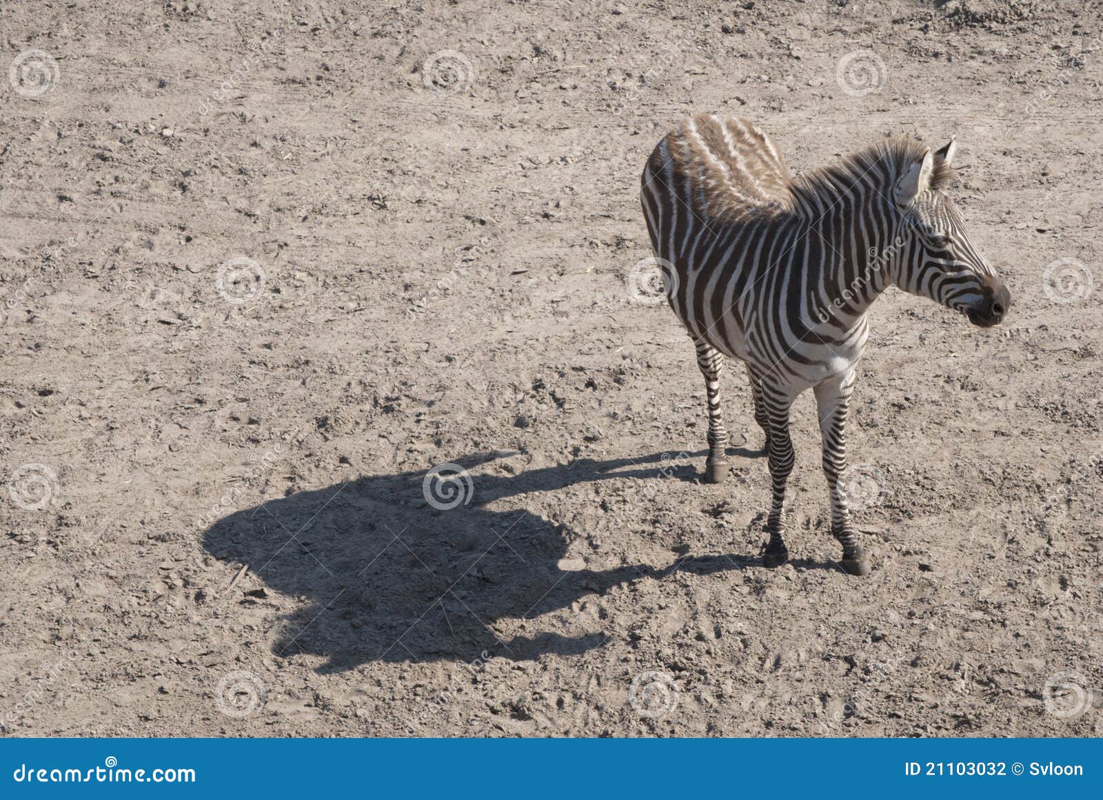 Zebra stock photo. Image of white, afrika, shadow, standing - 21103032
