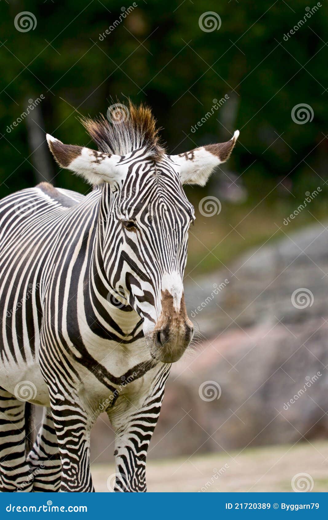 Zebra stock image. Image of animal, stripes, natal, white - 21720389