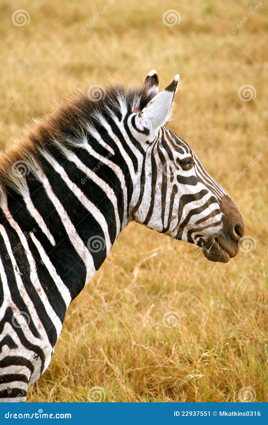 Zebra stock image. Image of stripes, outdoors, wild, nature - 22937551