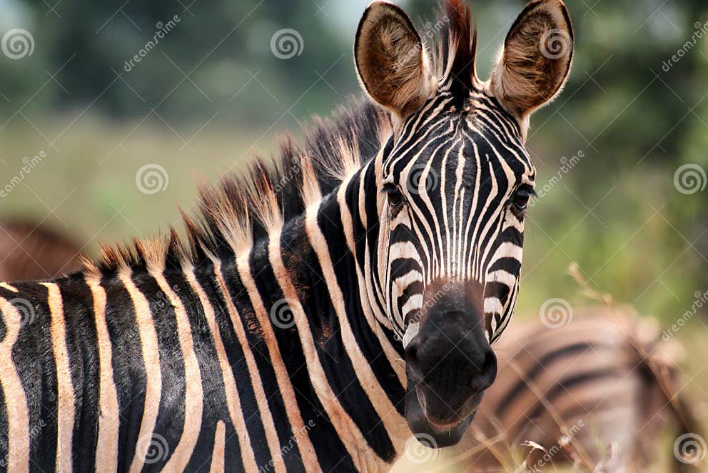 Zebra stock image. Image of white, park, vacation, yellow - 23167011