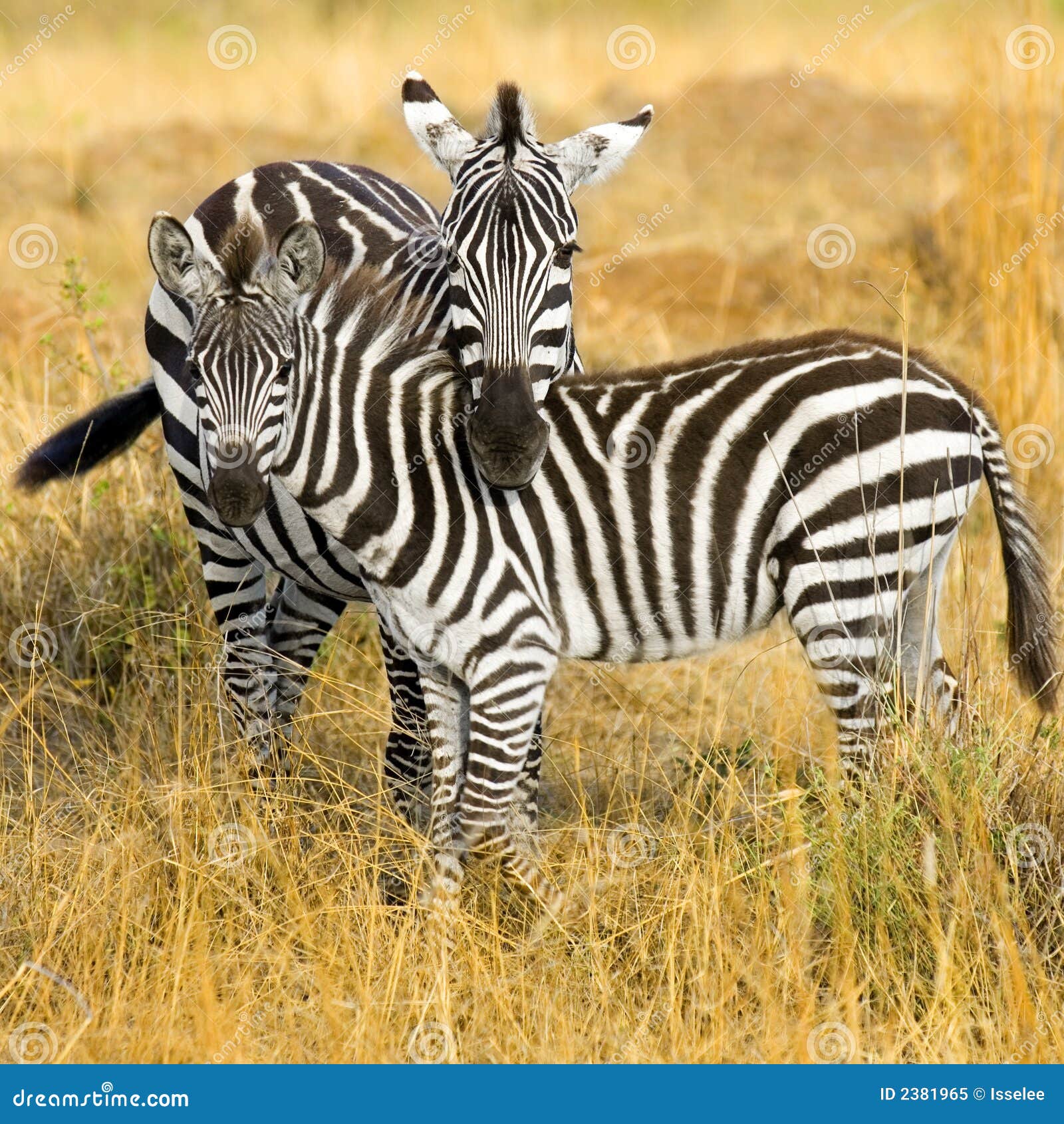 Zebra stock image. Image of masai, savannah, zebra, freedom - 2381965