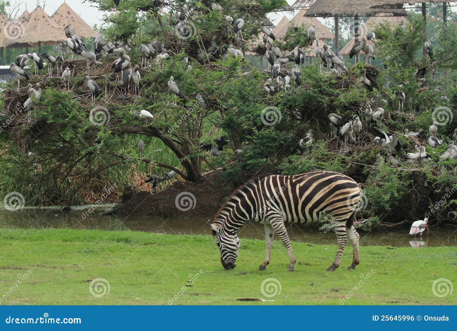 Zebra stock photo. Image of park, grass, stallion, migration - 25645996
