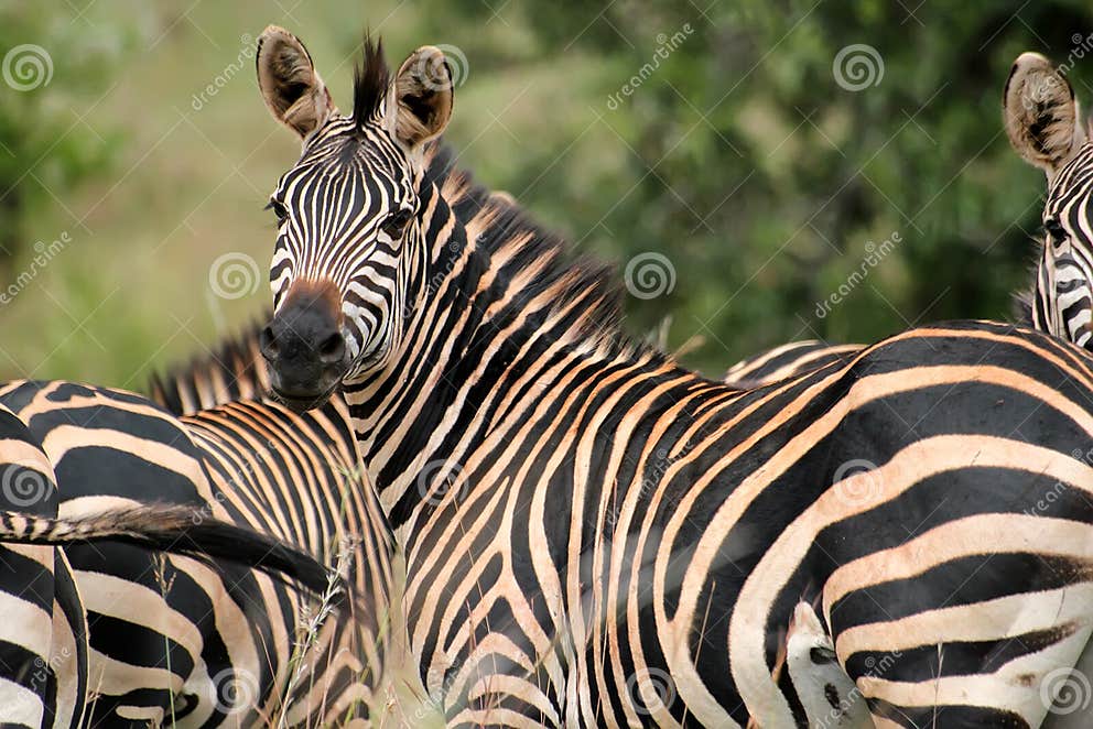 Zebra stock image. Image of together, striped, zebra - 25867321