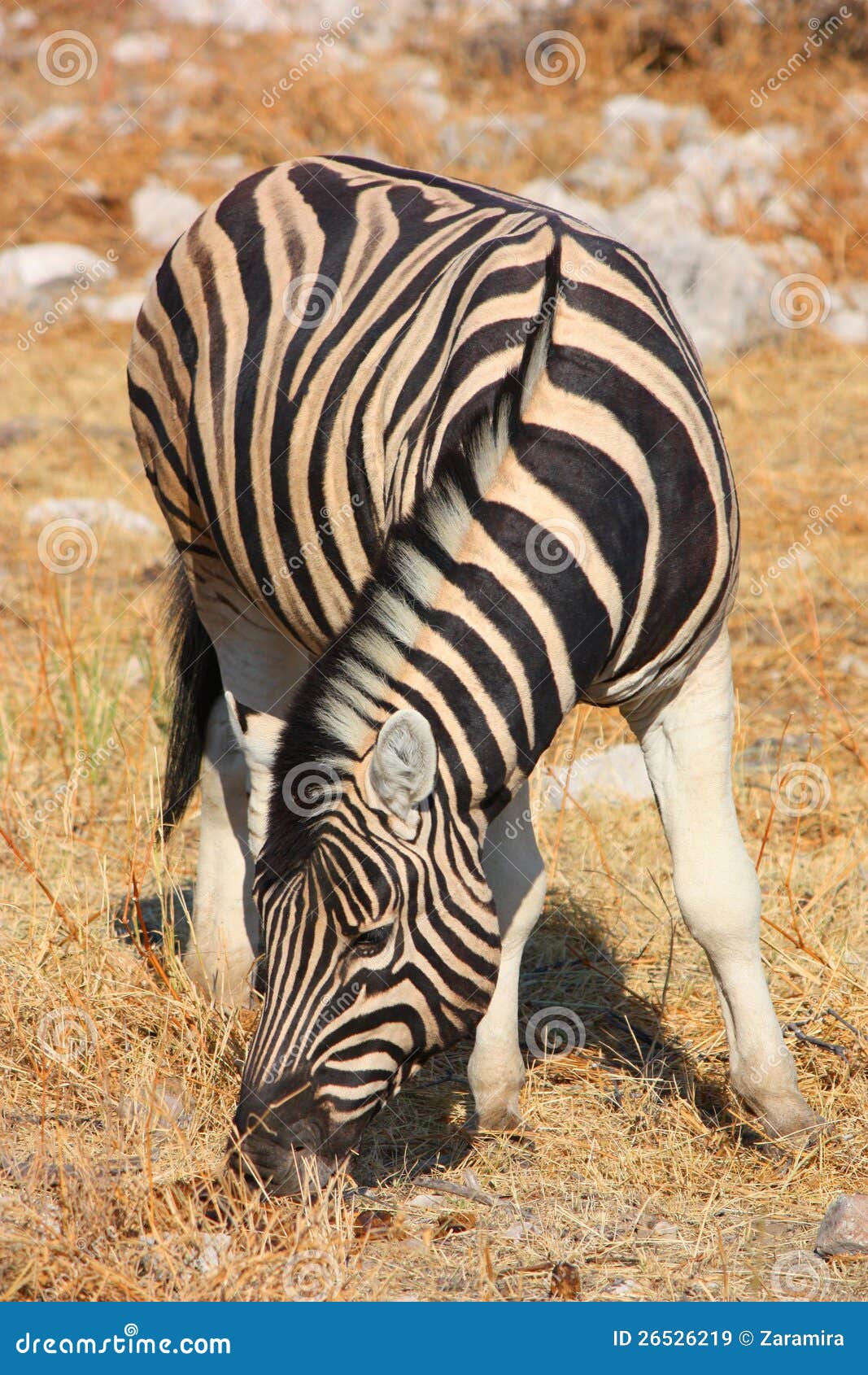 Zebra stock image. Image of animals, horse, portrait - 26526219