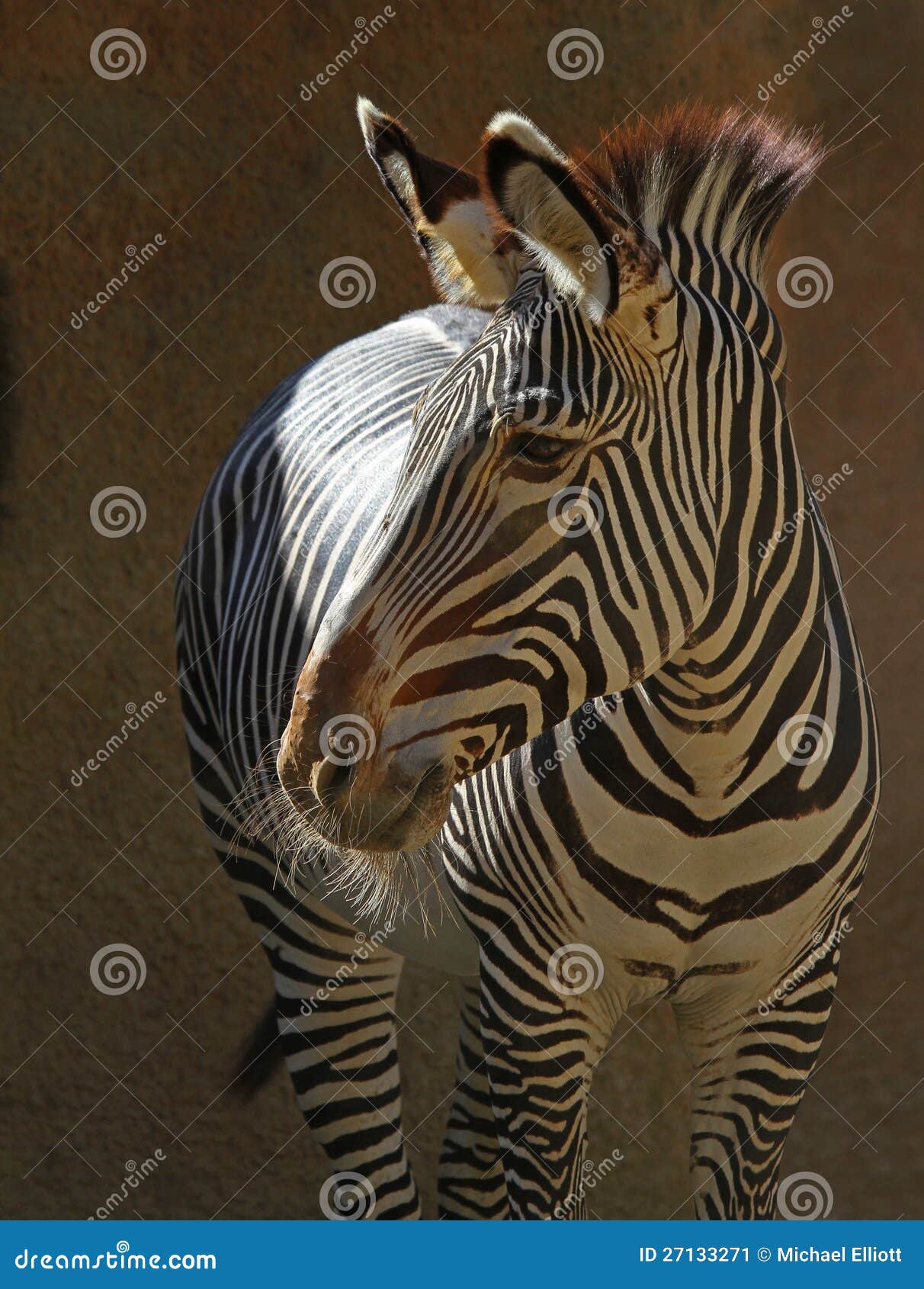 Zebra stock image. Image of horse, black, dominate, anger - 27133271