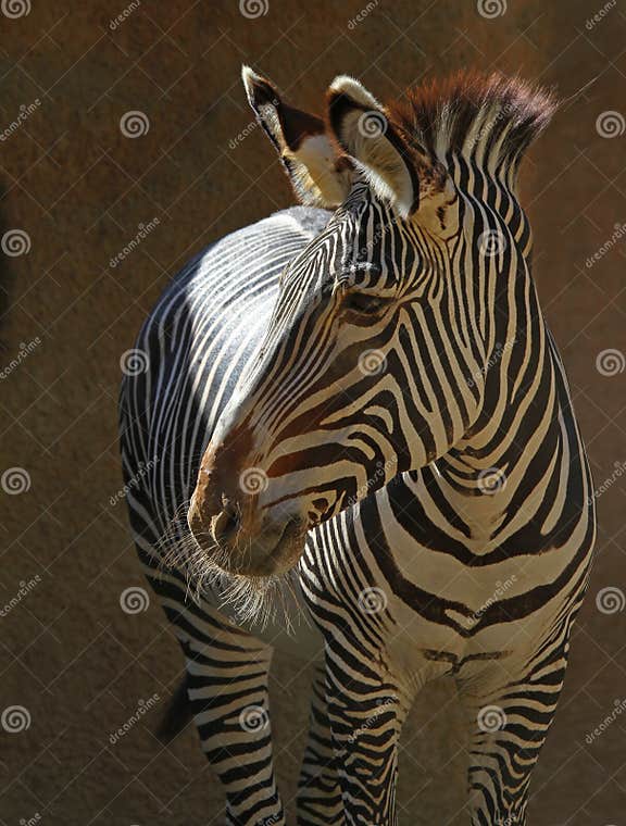 Zebra stock image. Image of horse, black, dominate, anger - 27133271