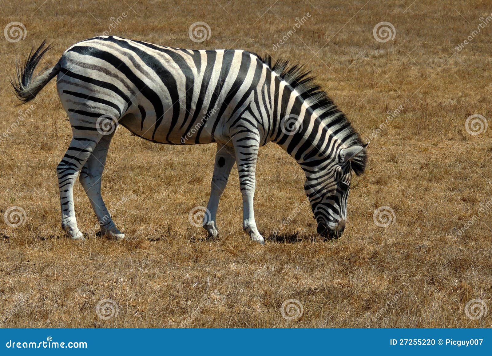 Zebra stock photo. Image of outdoors, park, zebra, wildlife - 27255220