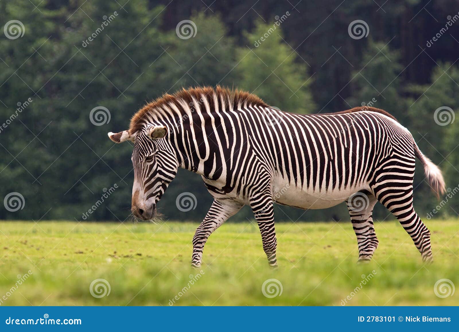 Zebra stock image. Image of herbivore, wildlife, zebra - 2783101
