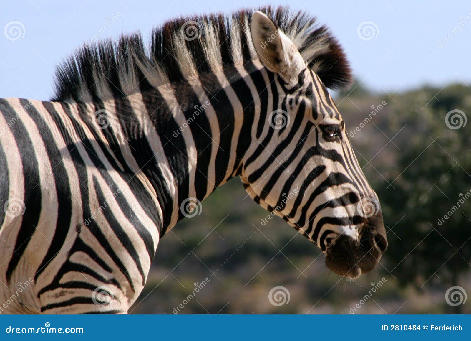 Zebra stock photo. Image of kenya, zebra, zoom, park, wildlife - 2810484