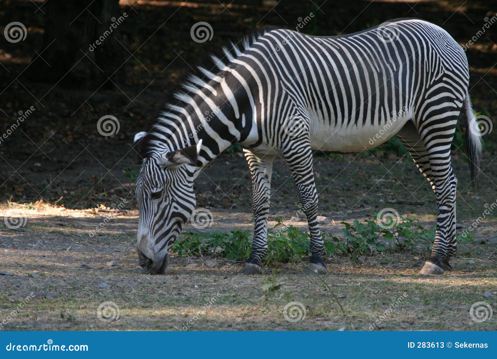 Zebra stock image. Image of animals, africa, white, equid - 283613