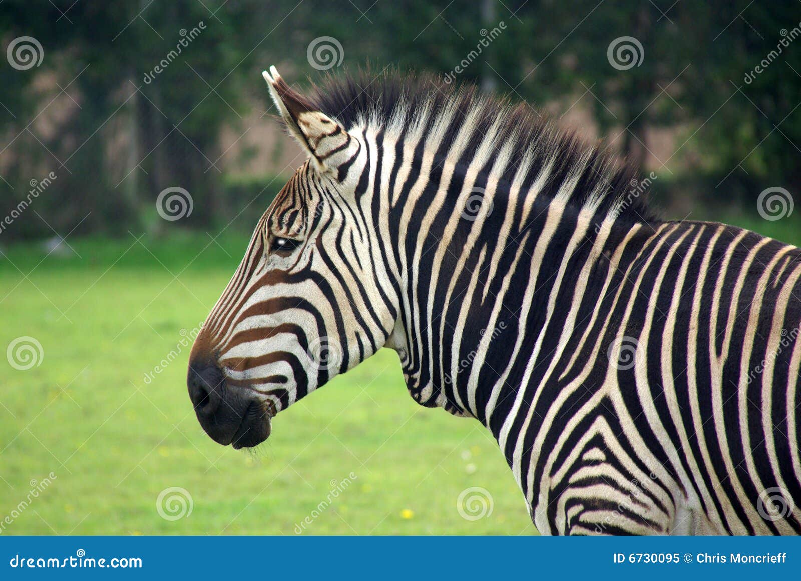 Zebra 3 Van De Berg Van Hartmann Stock Afbeelding - Image of dier ...