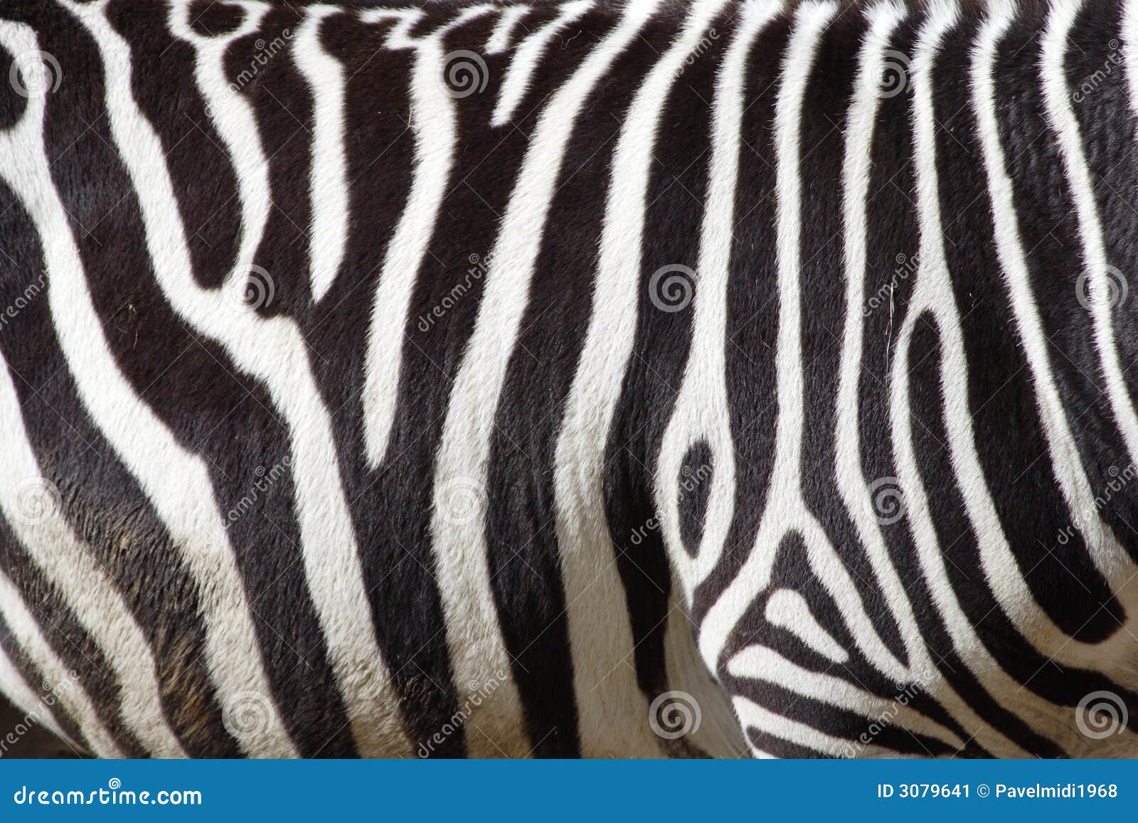 Zebra stock image. Image of skin, layer, structure, lines - 3079641