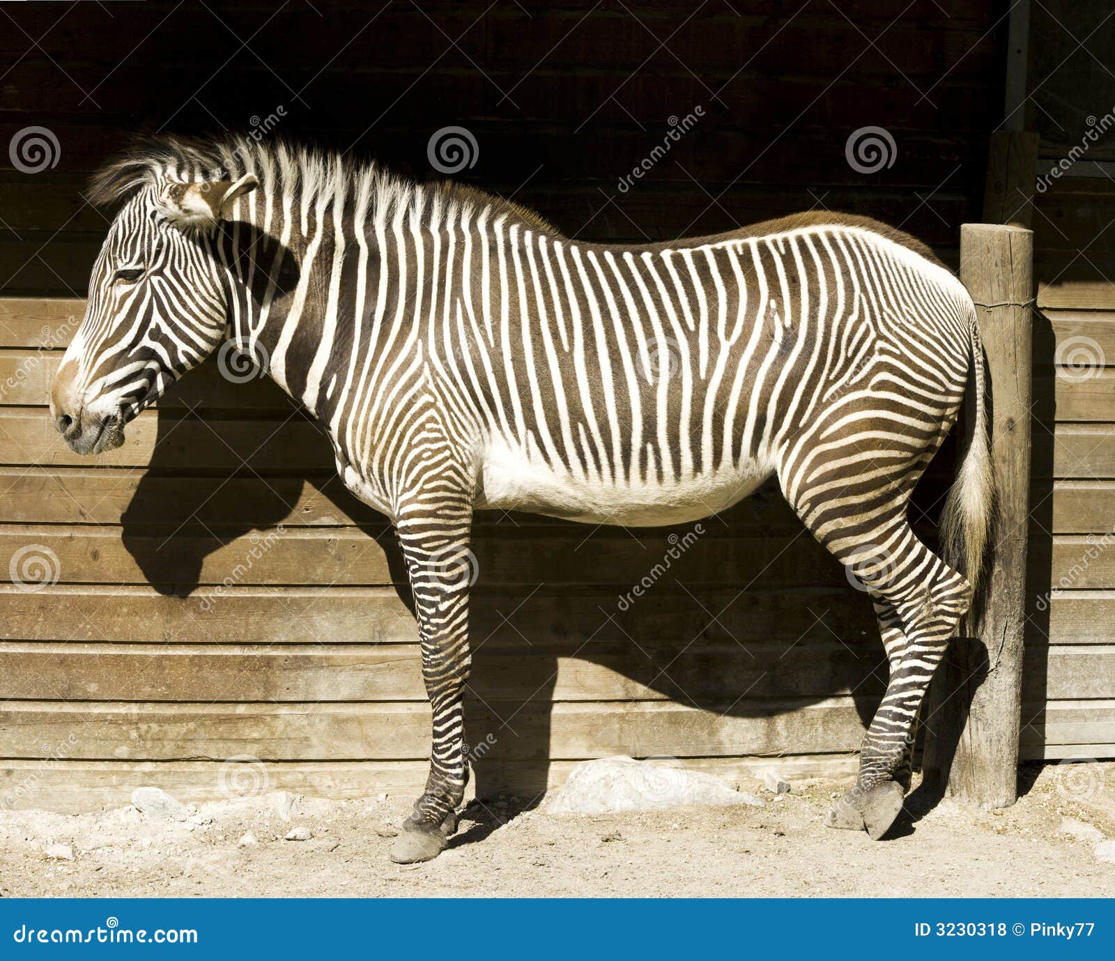 Zebra Seen On Safari In The NgoroNgoro Conservation Area Near Arusha ...