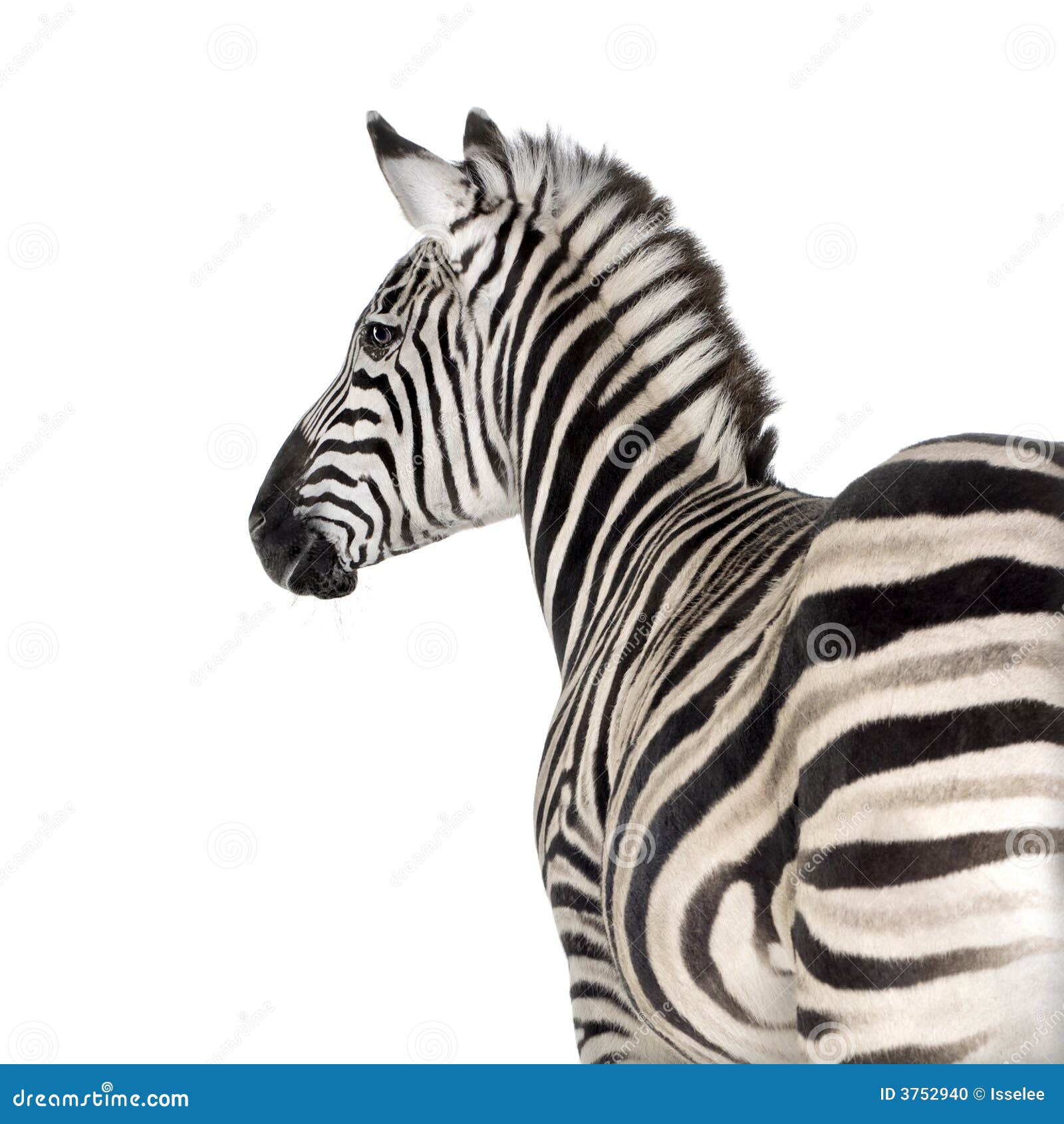 Zebra Back View Isolated Stock Images by Megapixl