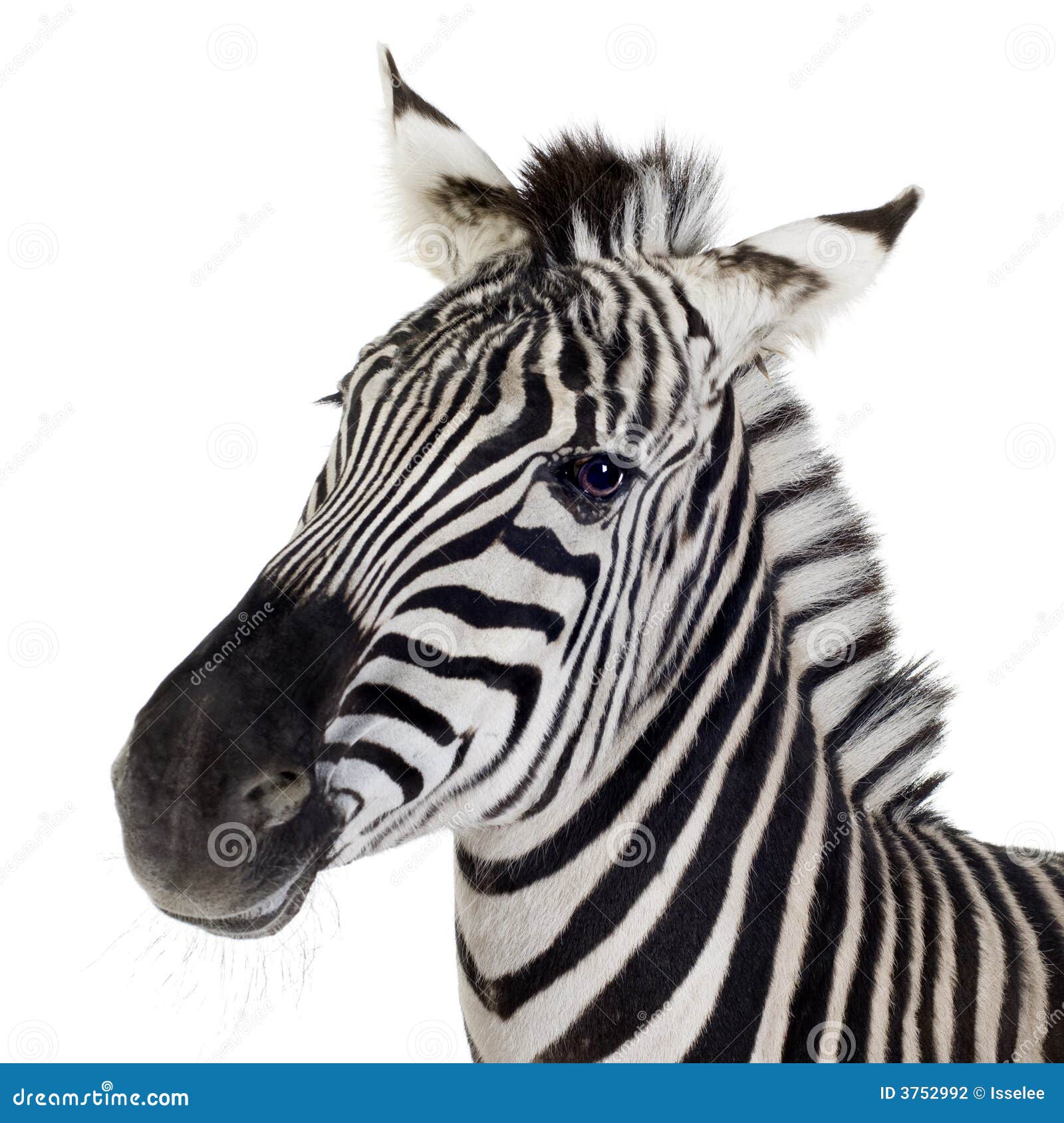 Zebra stock photo. Image of shot, mammal, macro, verebrate - 3752992