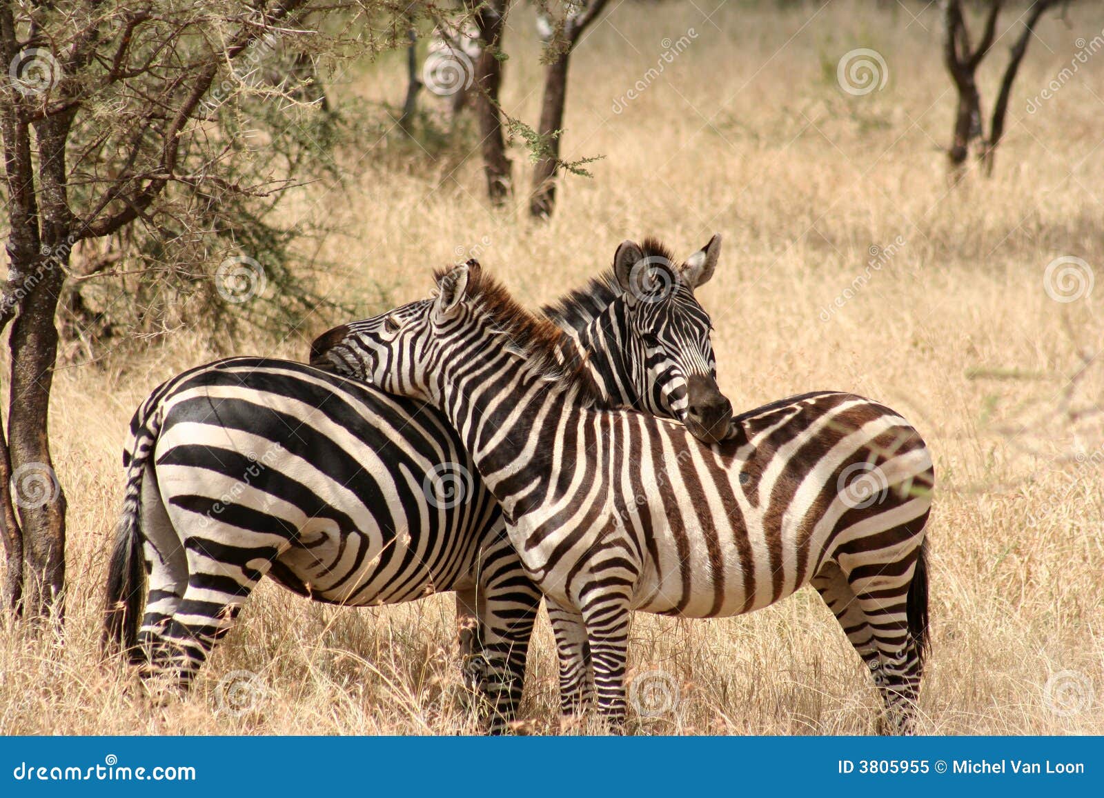 Zebra stock image. Image of mammal, zebra, cuddle, white - 3805955