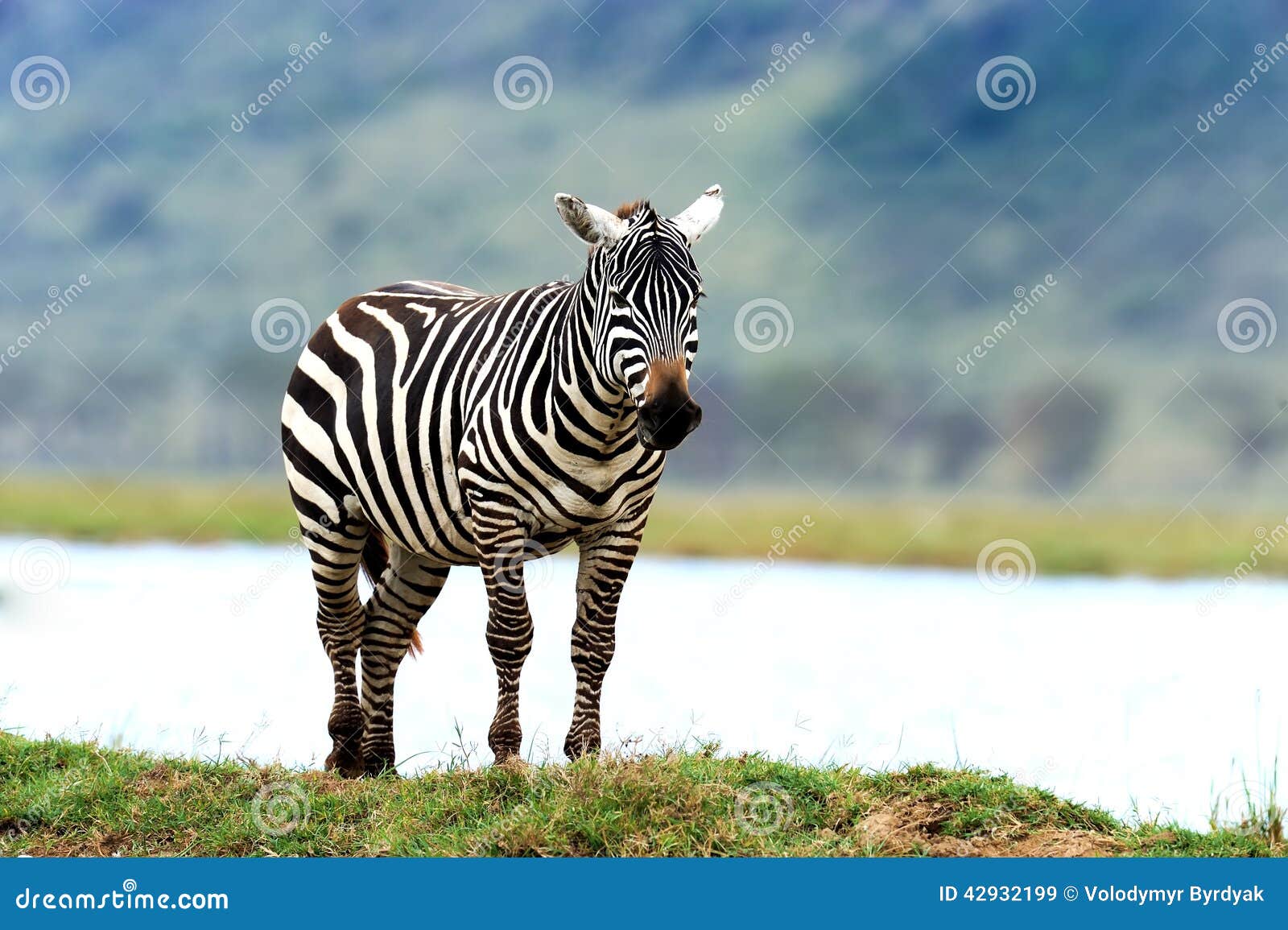 Zebra immagine stock. Immagine di savanna, africano, savana - 42932199