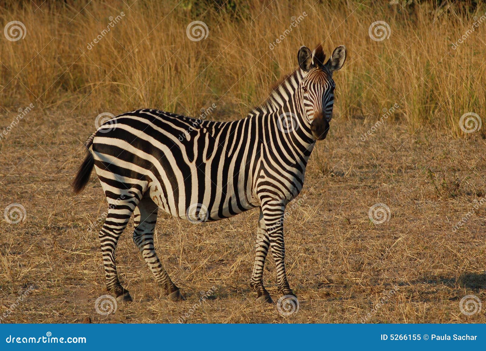 Zebra stock image. Image of wildlife, ears, tail, game - 5266155
