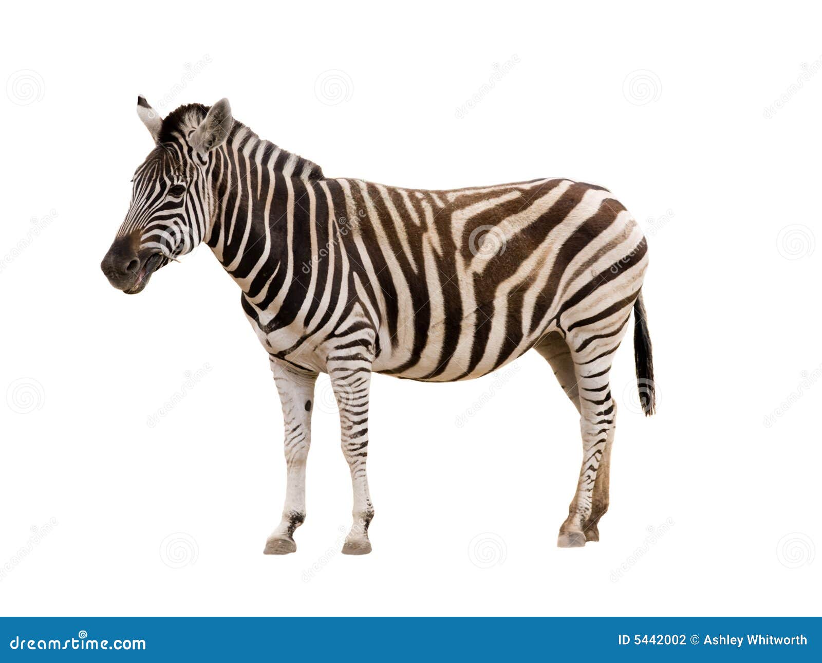 Zebra stock photo. Image of equus, legs, stripes, african - 5442002