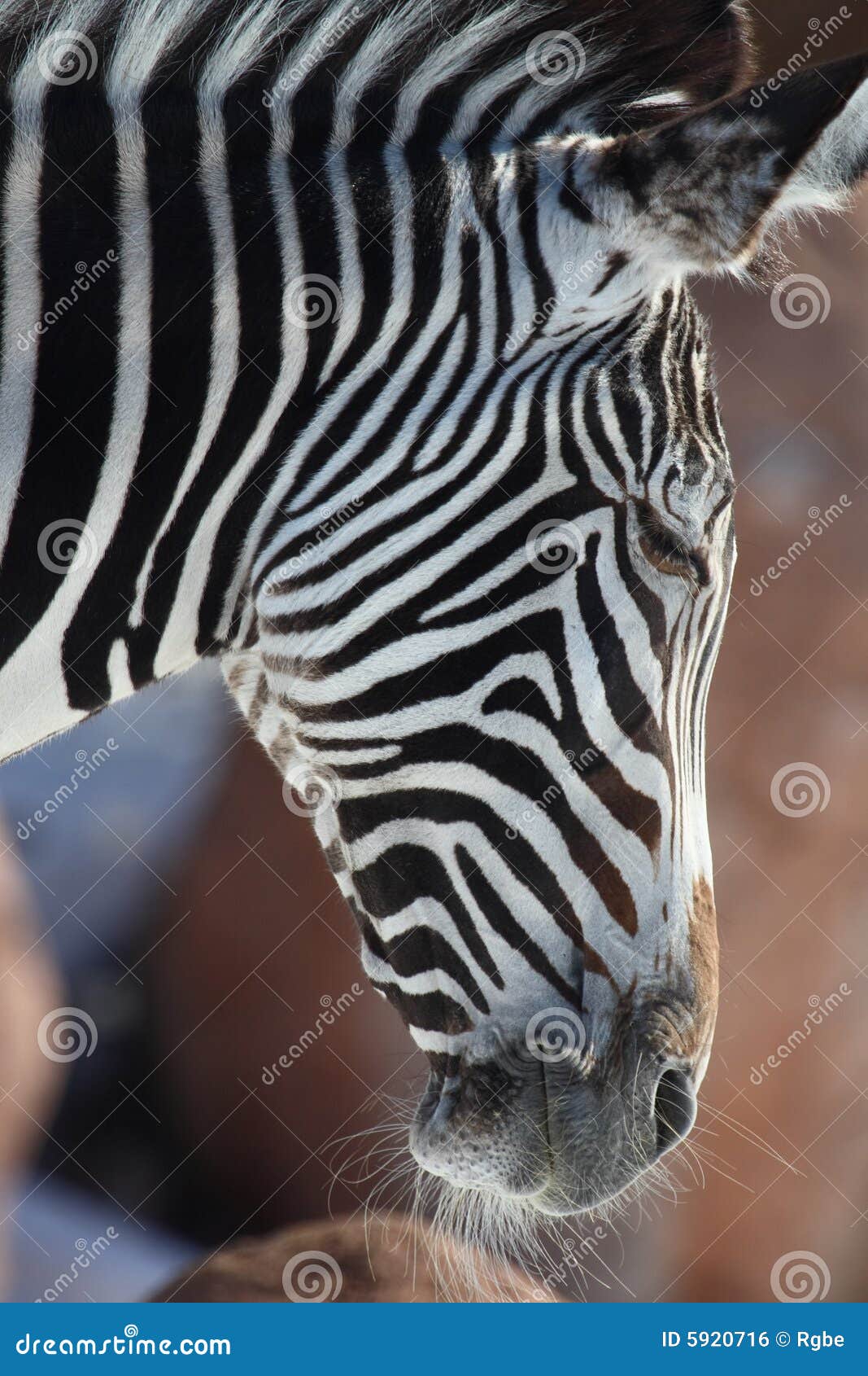 Zebra stock photo. Image of zebra, animal, docile, horse - 5920716