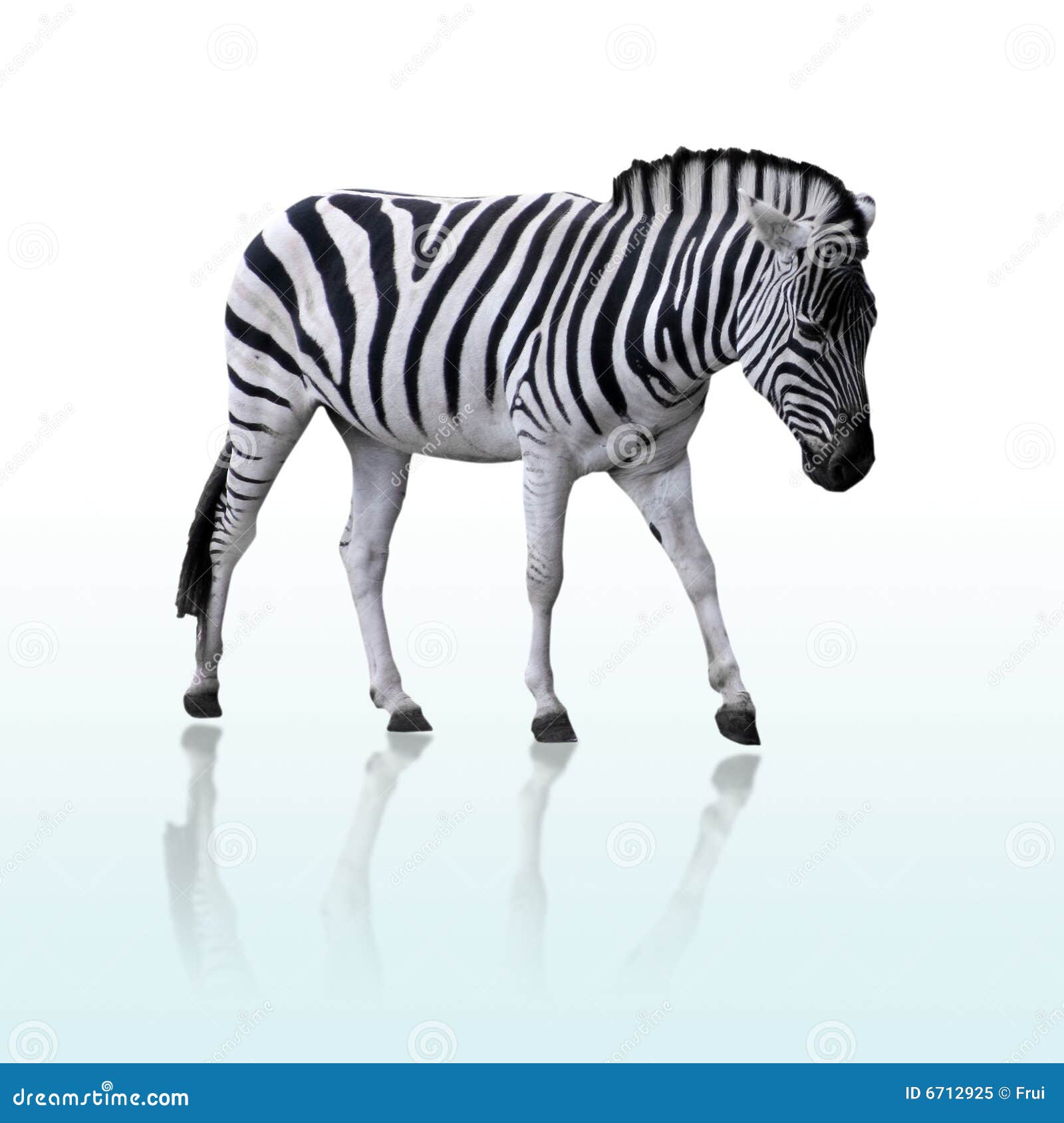 Zebra stock image. Image of african, mammal, herbivore - 6712925