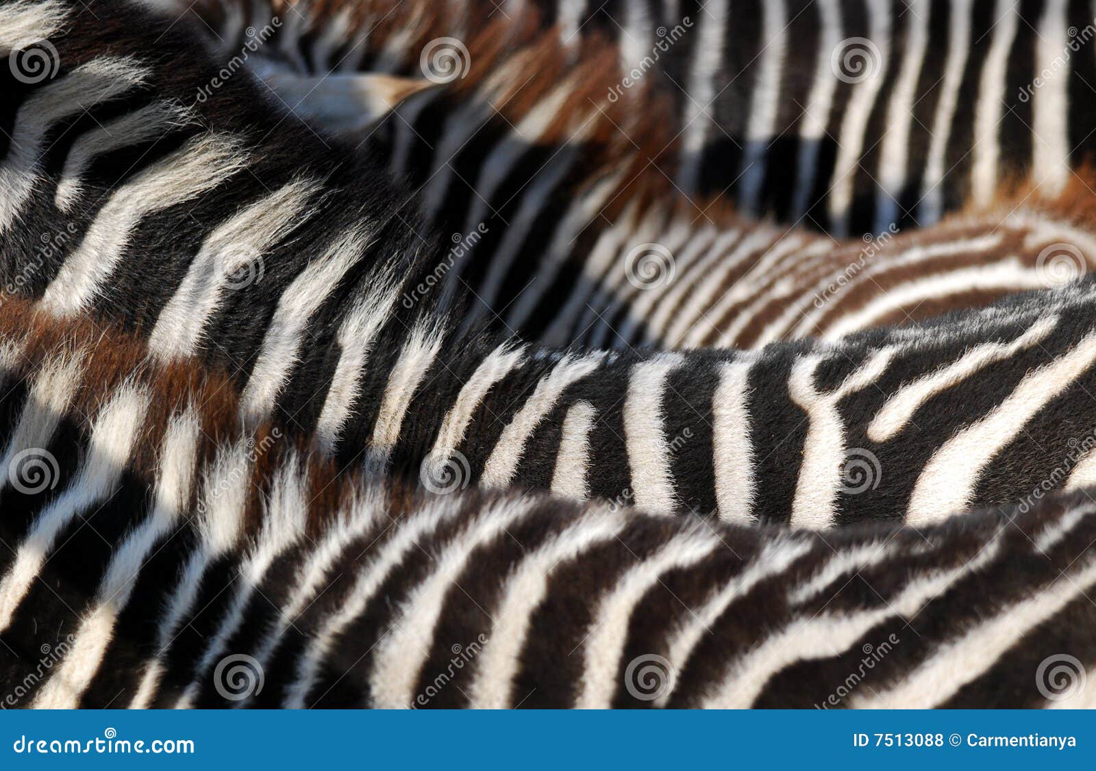 Zebra stock photo. Image of animal, brown, detail, outdoor - 7513088