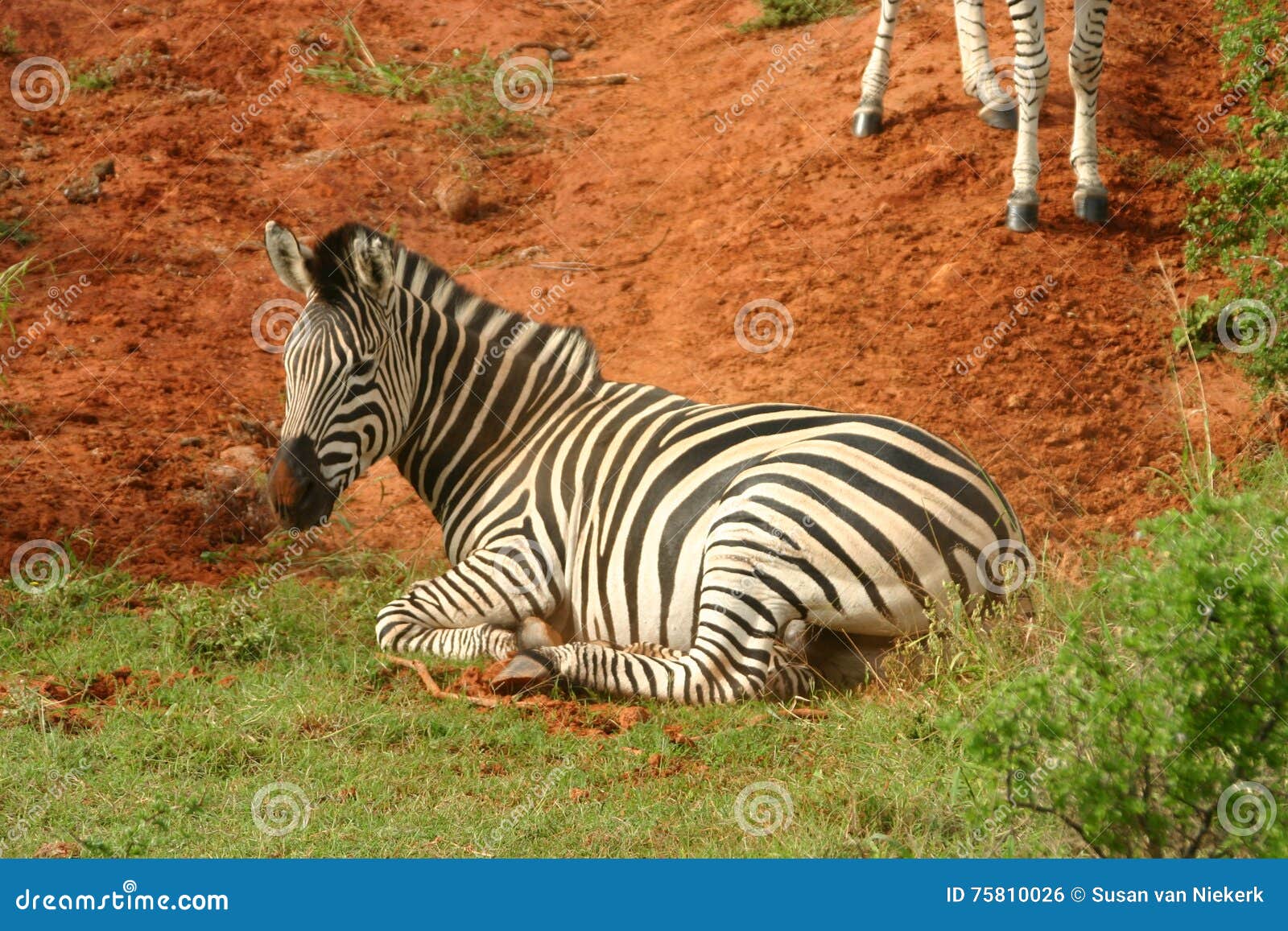 Zebra foto de stock. Imagem de zebra, macho, poeira, rolo - 75810026
