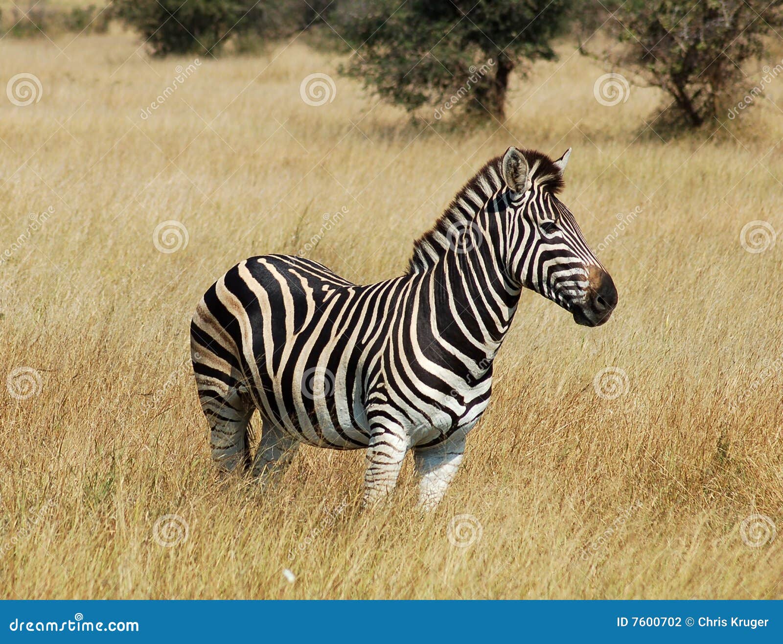 Zebra stock photo. Image of grassland, mane, reserve, savanna - 7600702