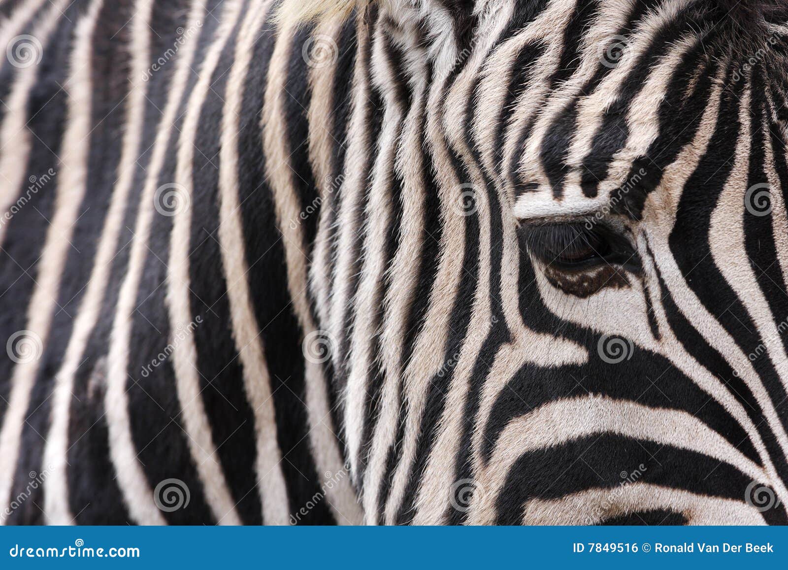 Zebra stock photo. Image of head, nature, pelt, animal - 7849516