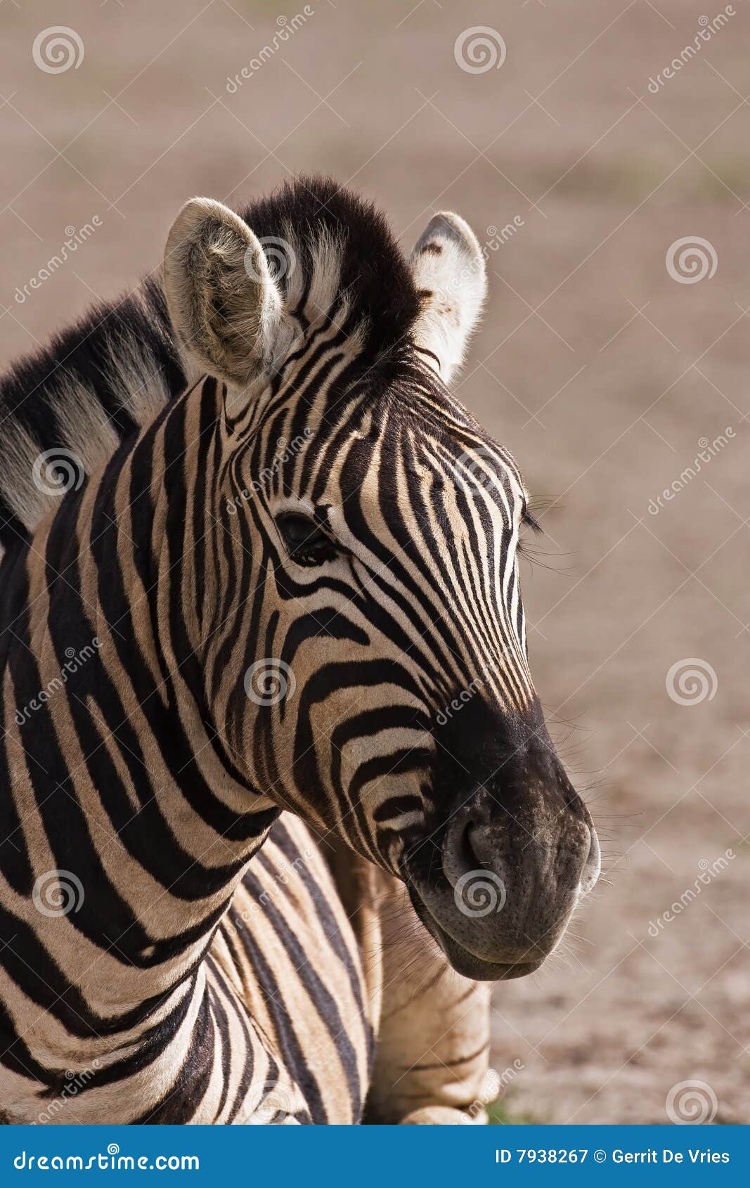 Zebra stock image. Image of wildlife, animal, natural - 7938267