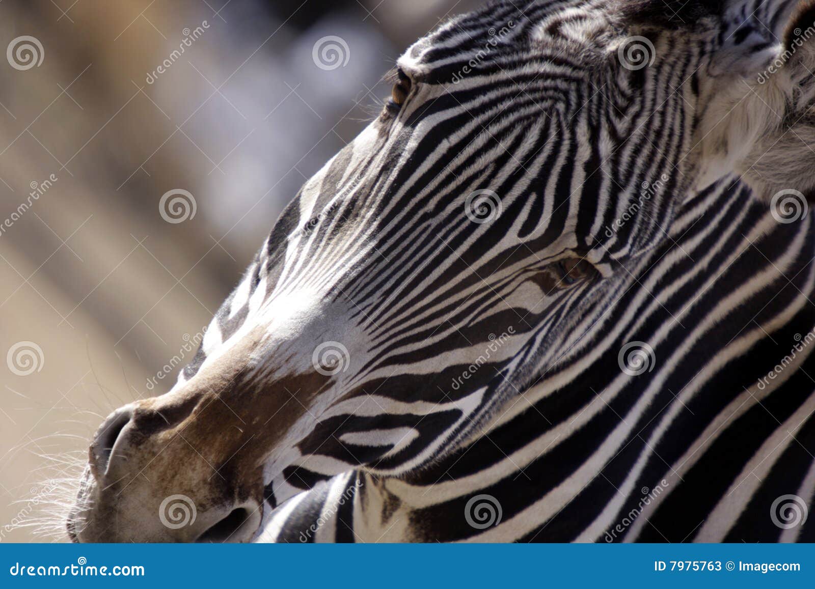 Zebra stock image. Image of stripes, close, wildlife, outdoors - 7975763